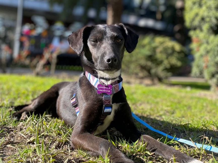 Маленькая собака в добрые руки
