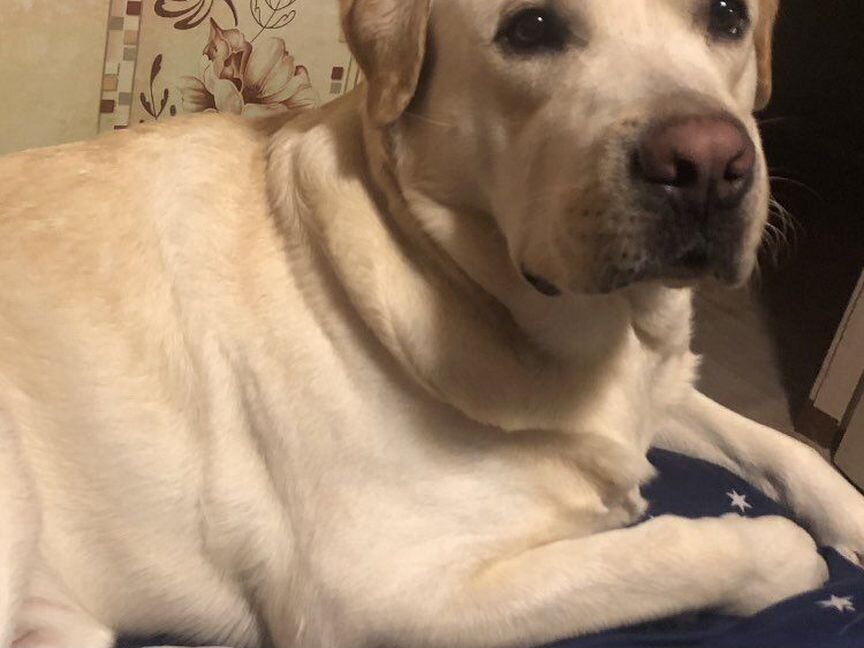 Вязка собаки Лабрадор