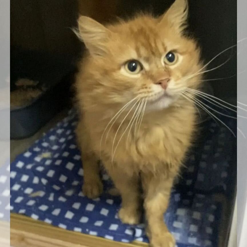 Взрослый кот в добрые руки