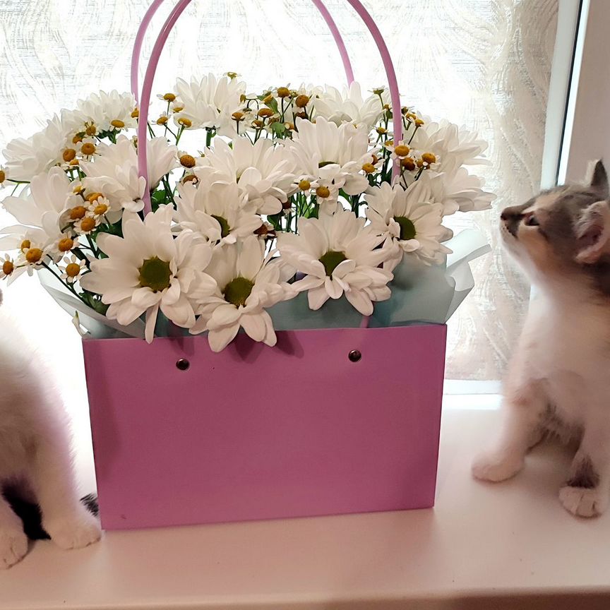 Котята в добрые руки