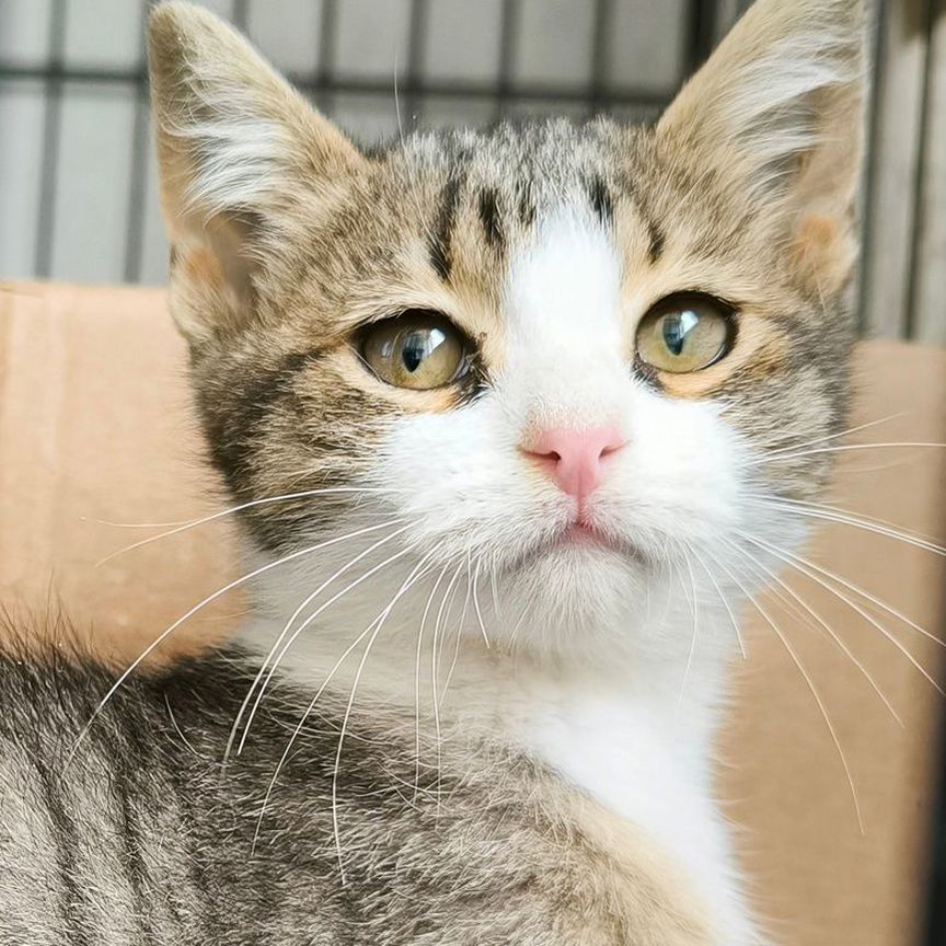 Котята 2 мес Шурик и Маняша