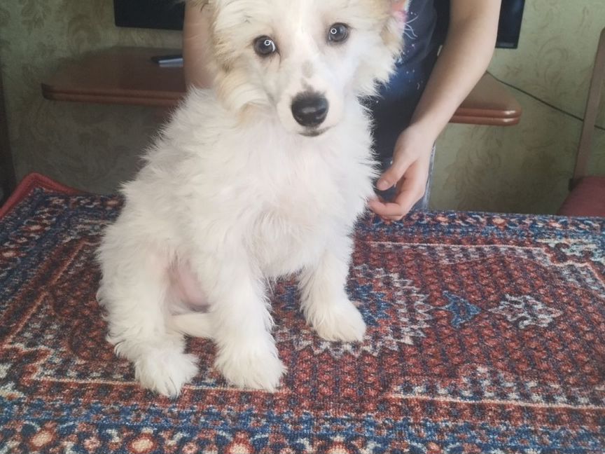 Щенки китайской хохлатой собаки