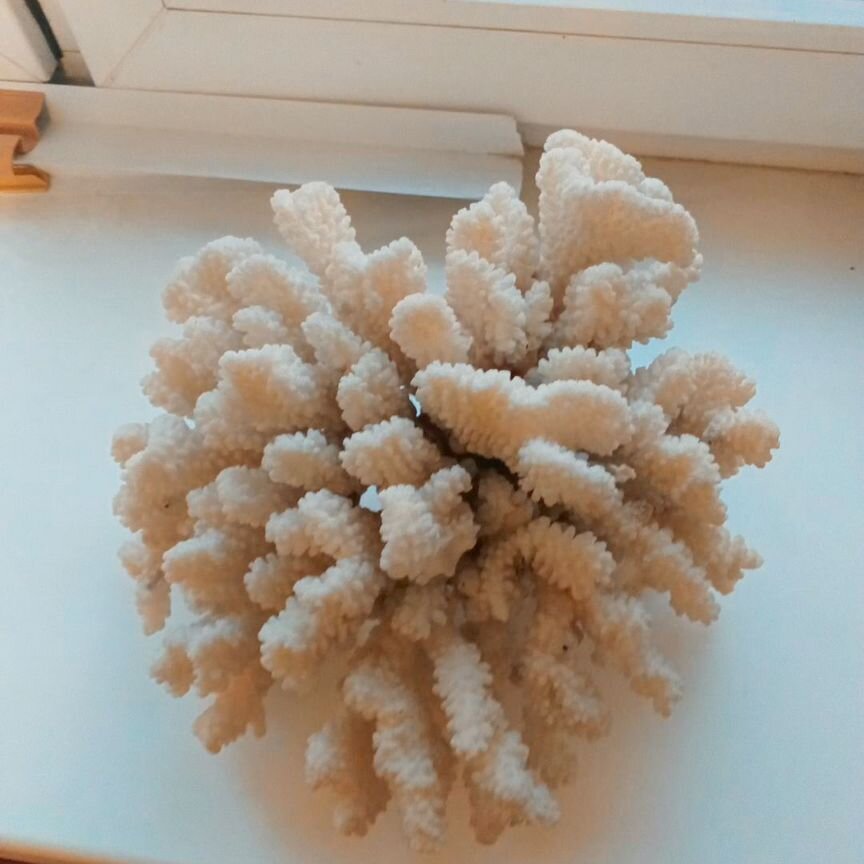 Морской коралл