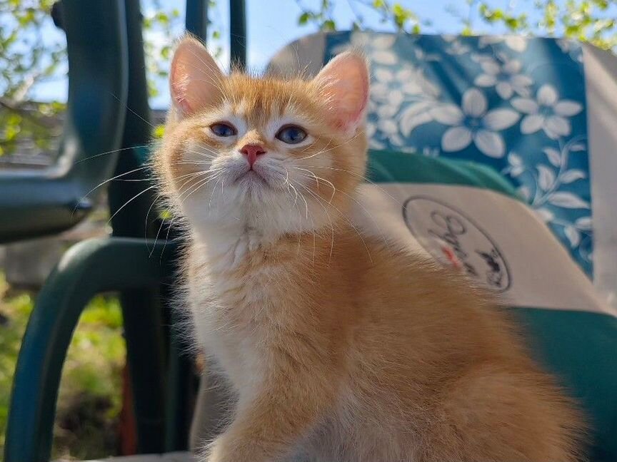 Золотой циннамон Мальчик британский