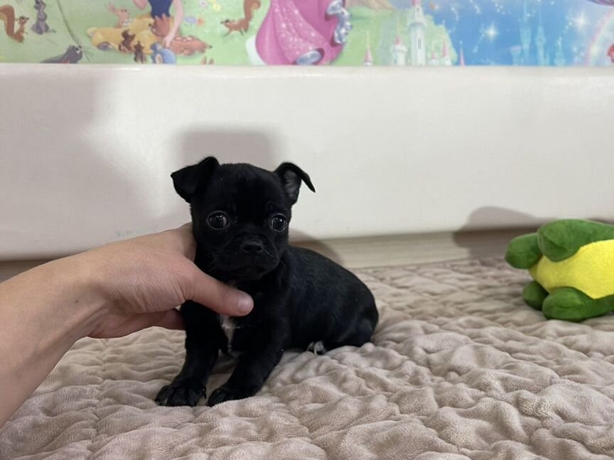 Чихуахуа девочка 1.5мес