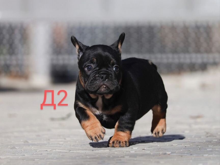 Голубогенные девочки