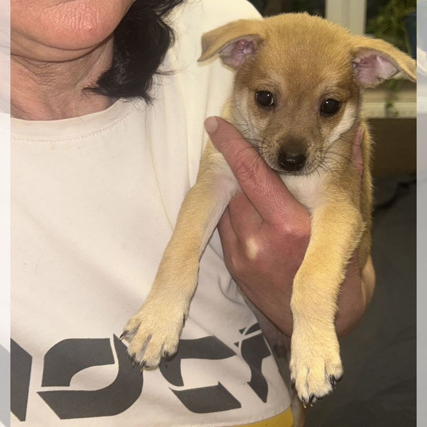 Русский той-терьер, щенок