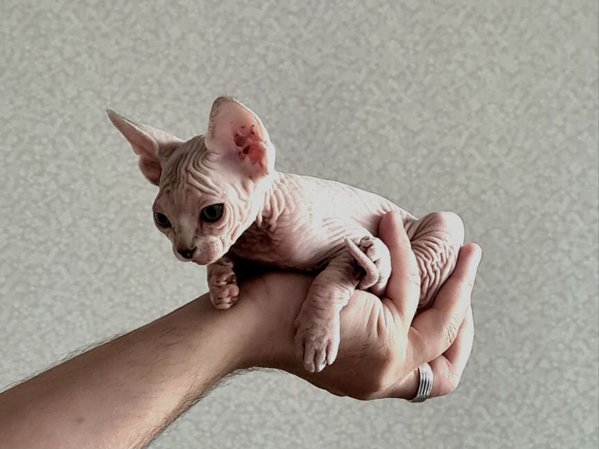 Канадский сфинкс котенок в москве