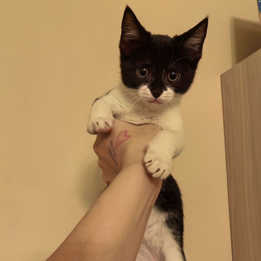Котёнок в добрые руки
