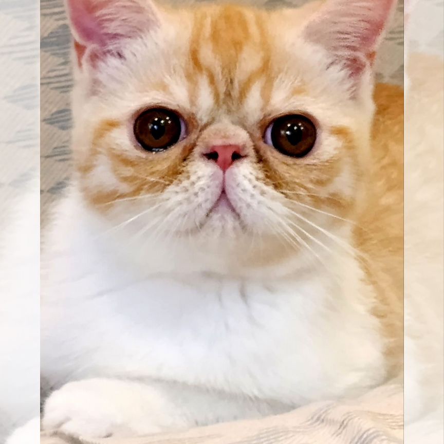 Экзотический короткошёрстный котёнок