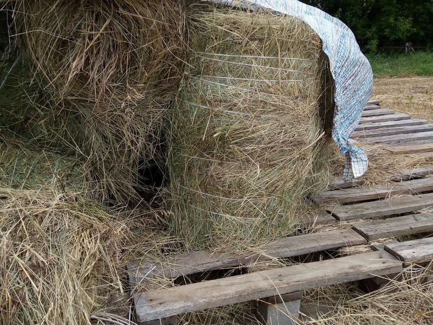 Сено в рулонах