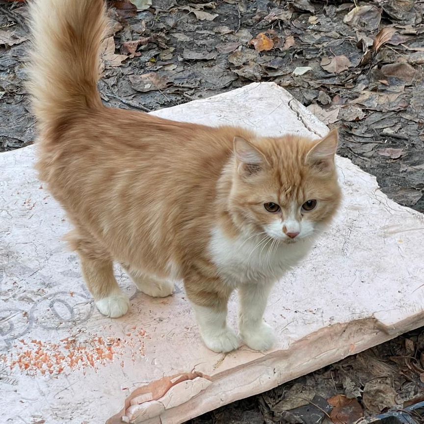 Котик рыжик не проходите мимо