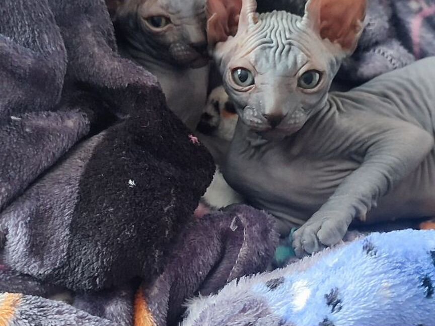 Канадский сфинкс