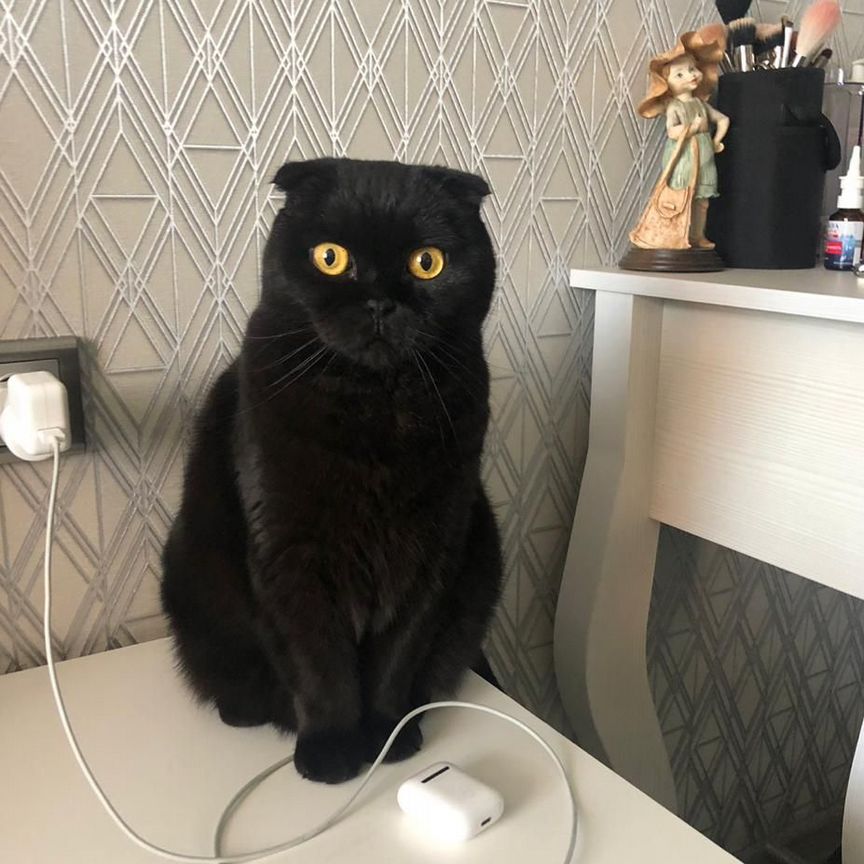 Шотландская вислоухая длинношёрстная, взрослая кошка