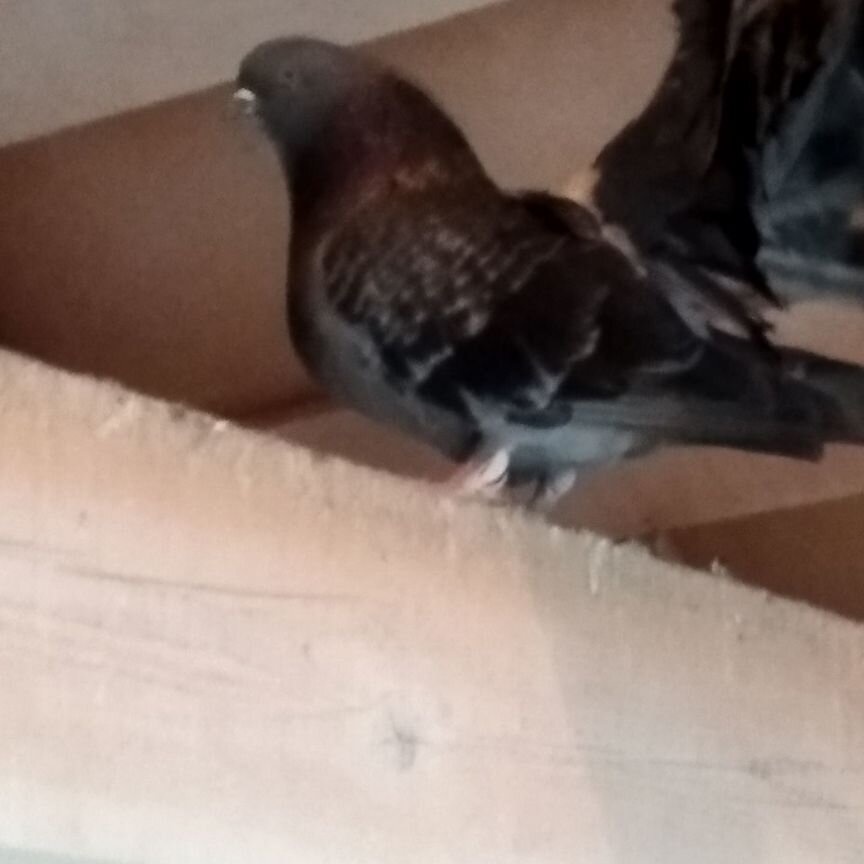 Продажа голубей