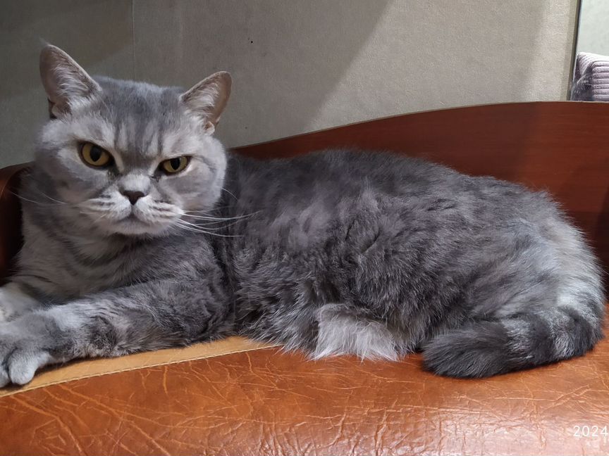 Кот британец