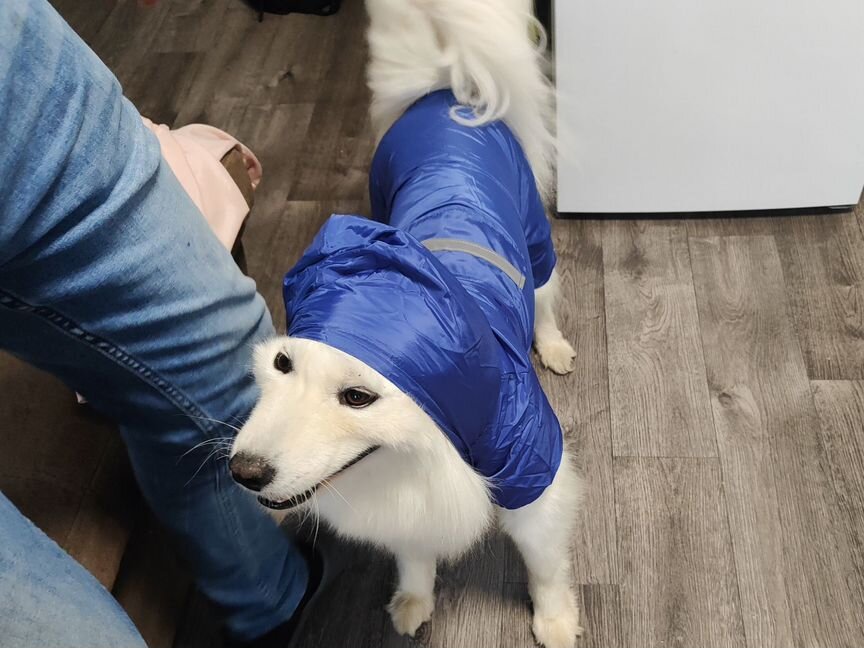 Дождевик для собаки