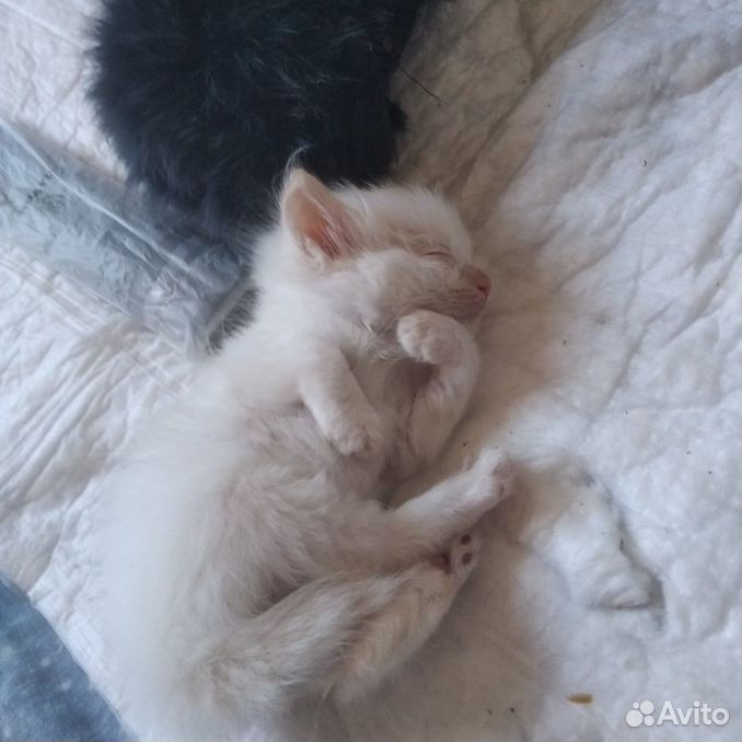 Котенок, 1-1,5 месяца