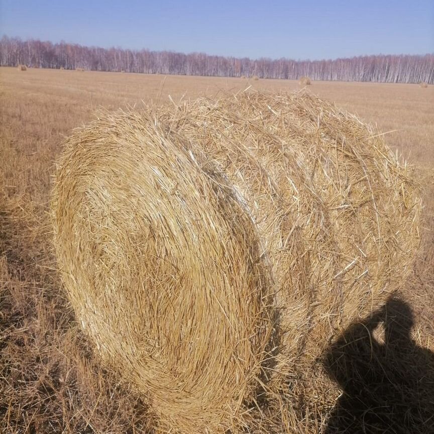 Солома в рулонах пшеничная