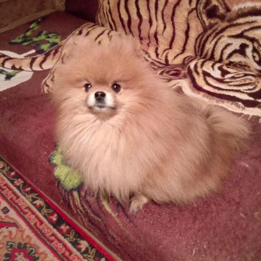 Шпиц кобель