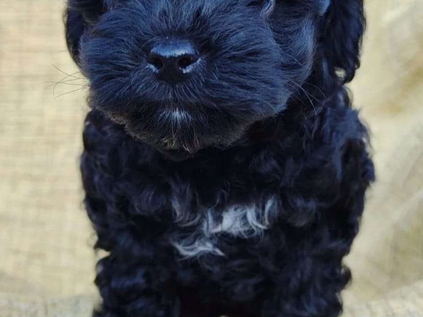 Черный мальтипу f1 мини