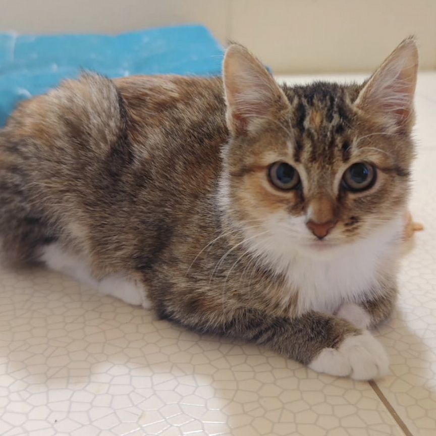 Малышка Триша ищет дом и любящих хозяев