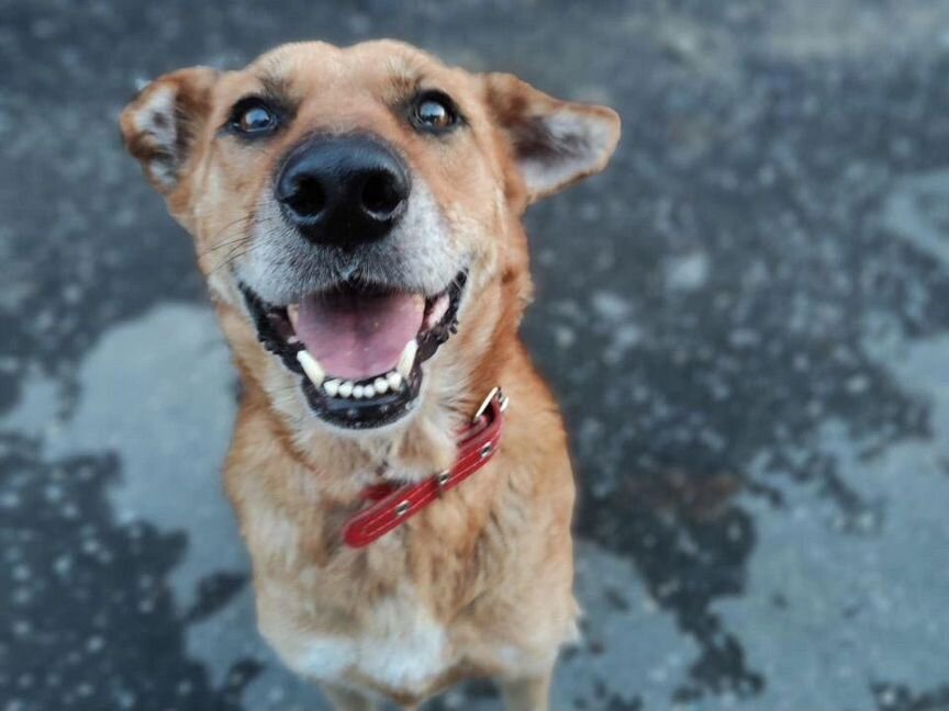 Собака в добрые руки