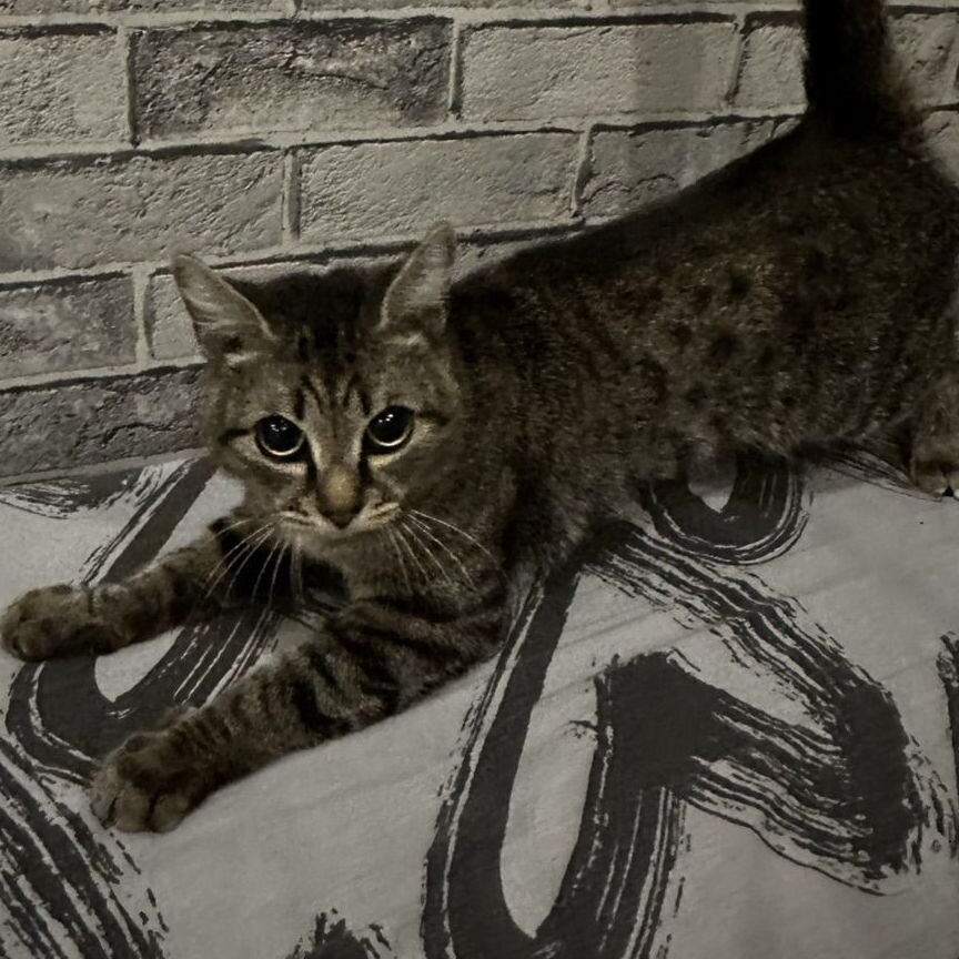 Кот