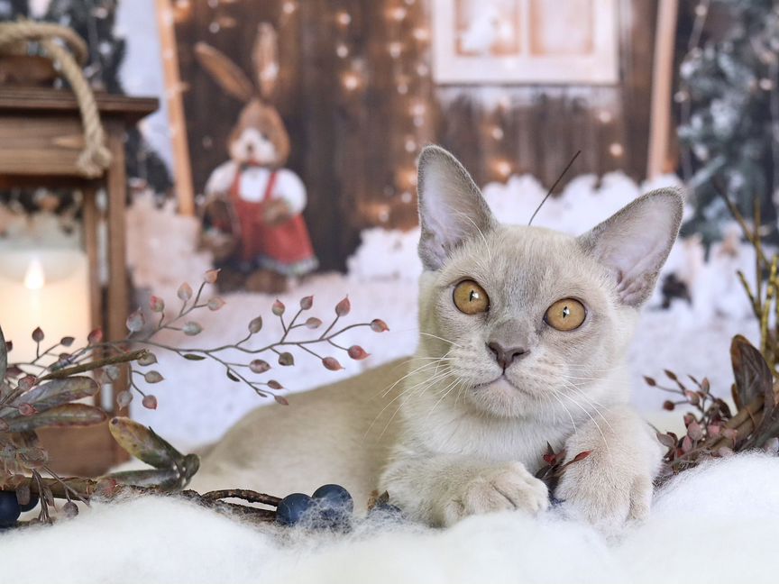 Котята европейской бурмы