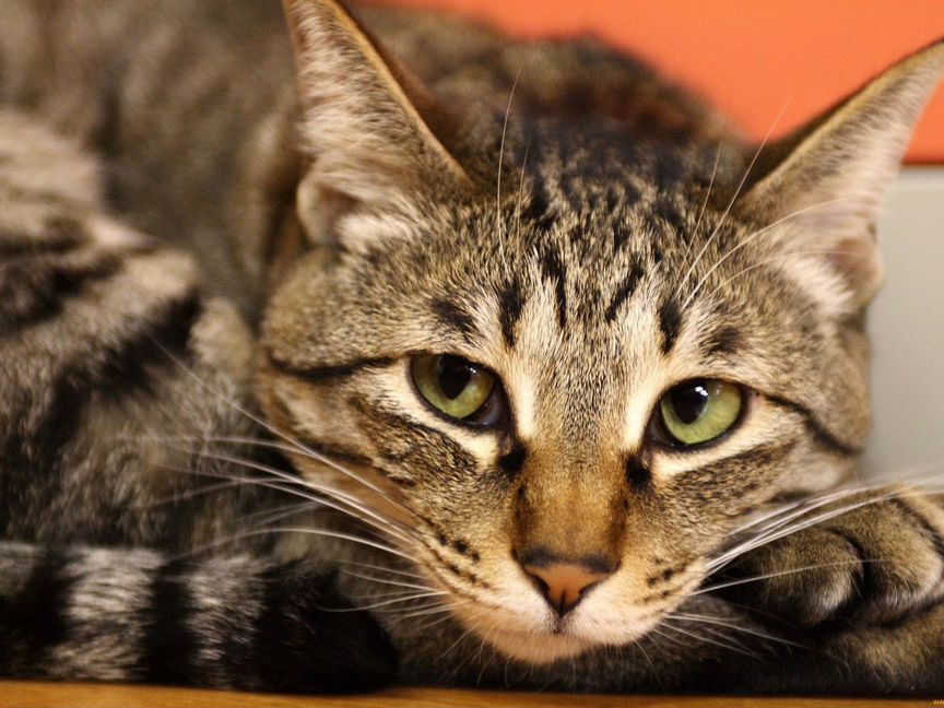 Котик Филя (прочитайте про него)
