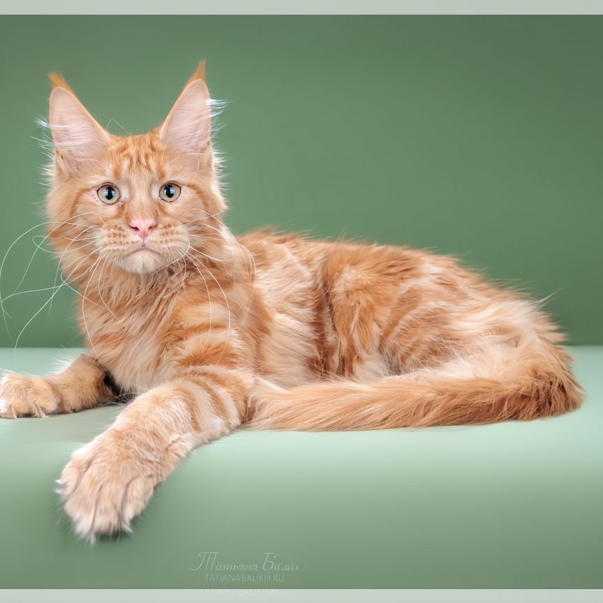 Мейн-кун котёнок