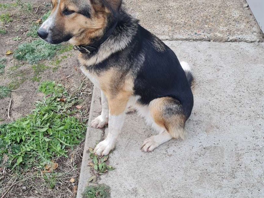 Замечена собака. Чья потеряшкс