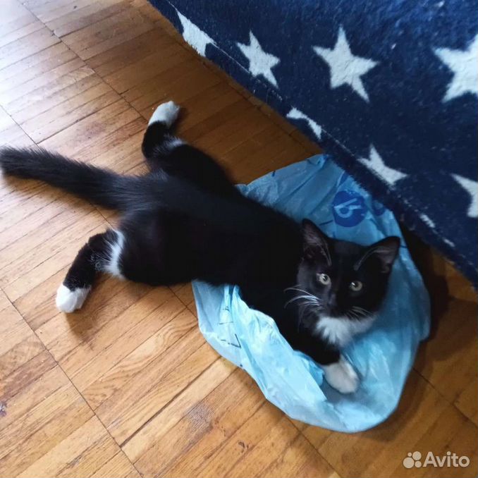 Кошачьим детям нужен человек