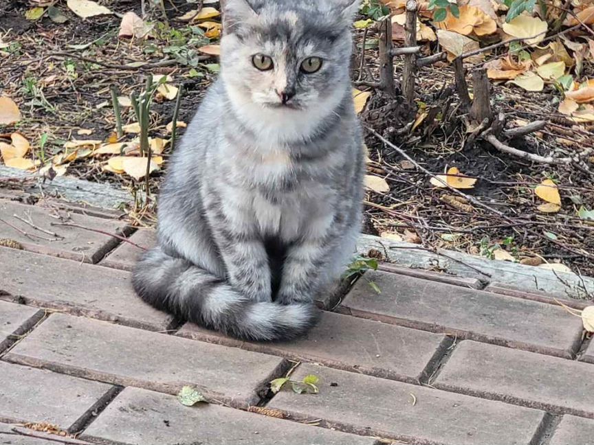 Котята подростки