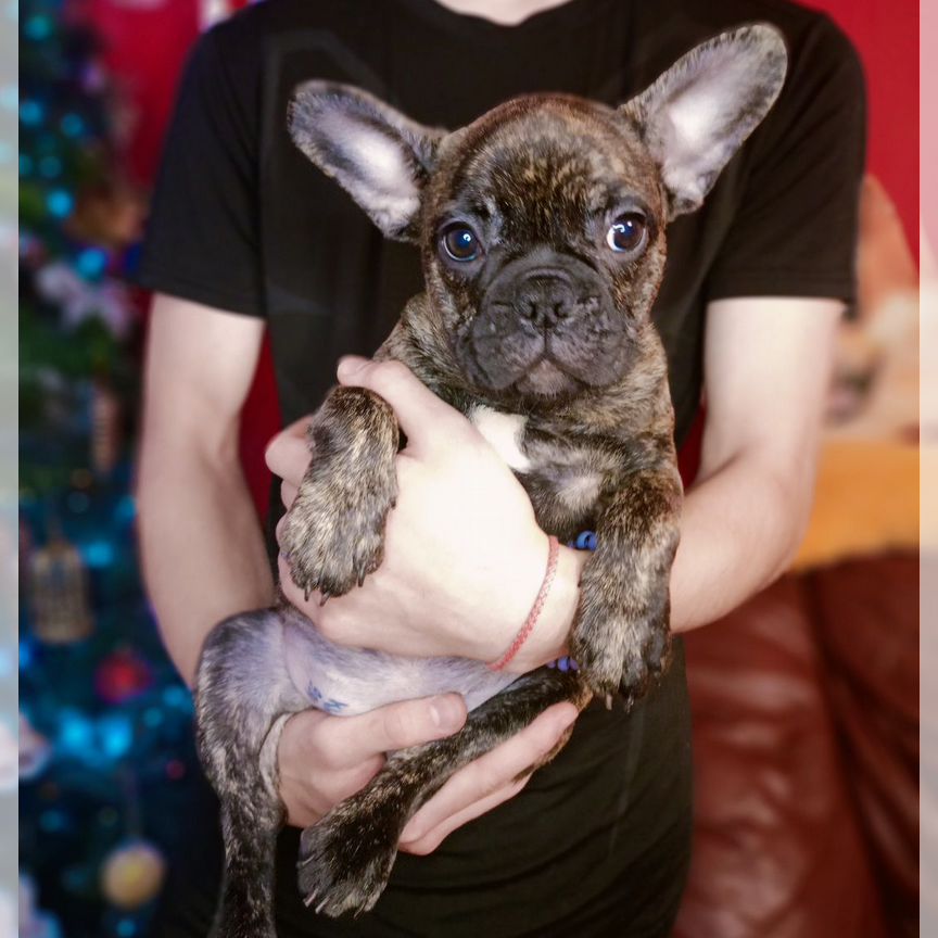 Французский бульдог, щенок