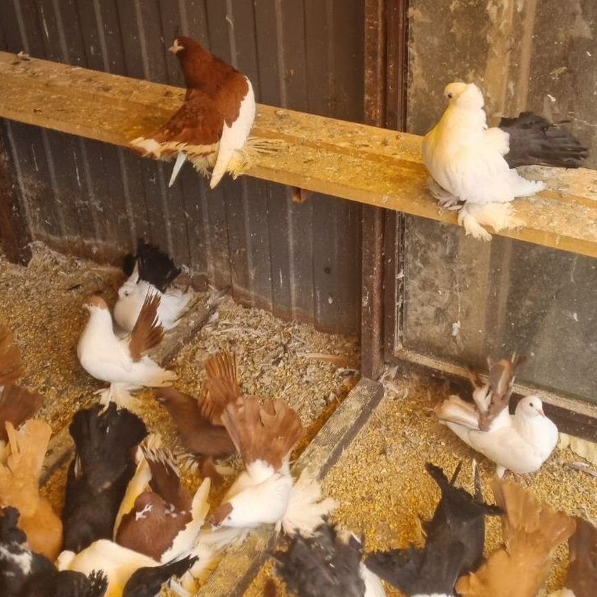 Продажа голубей