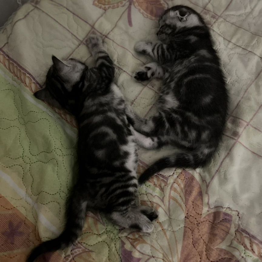 Шотландские котята