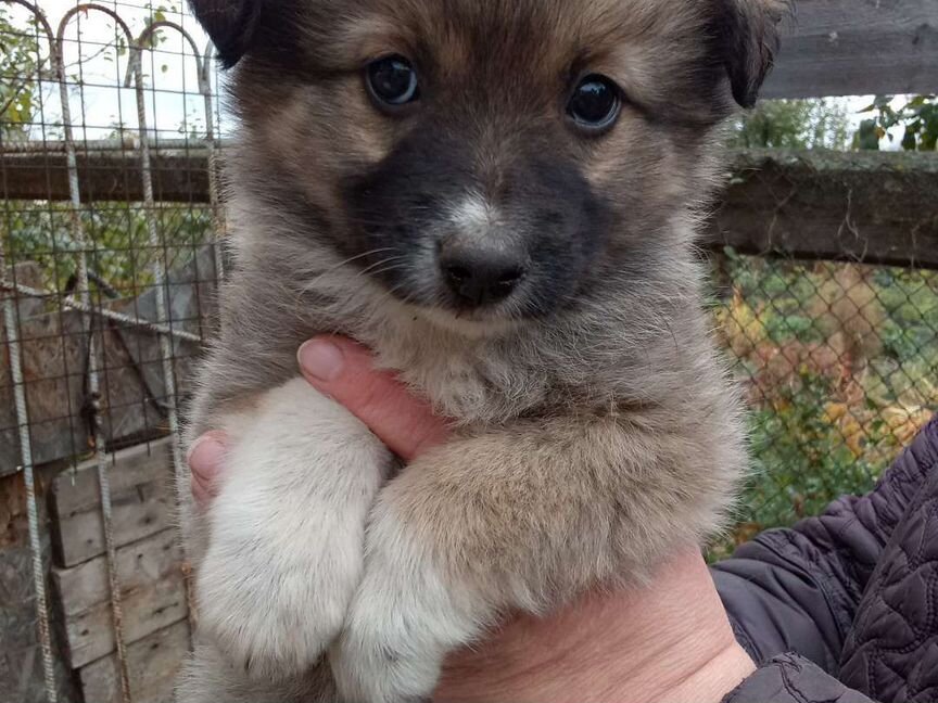 Щенки в добрые руки