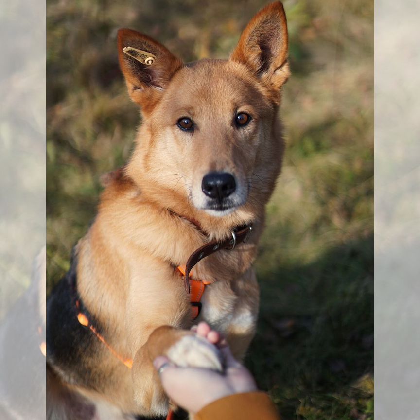 Взрослый пёс в добрые руки