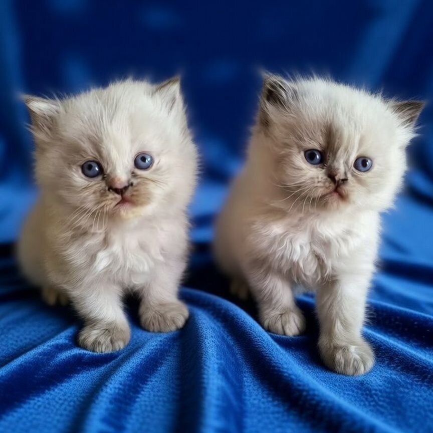 Персидский котёнок