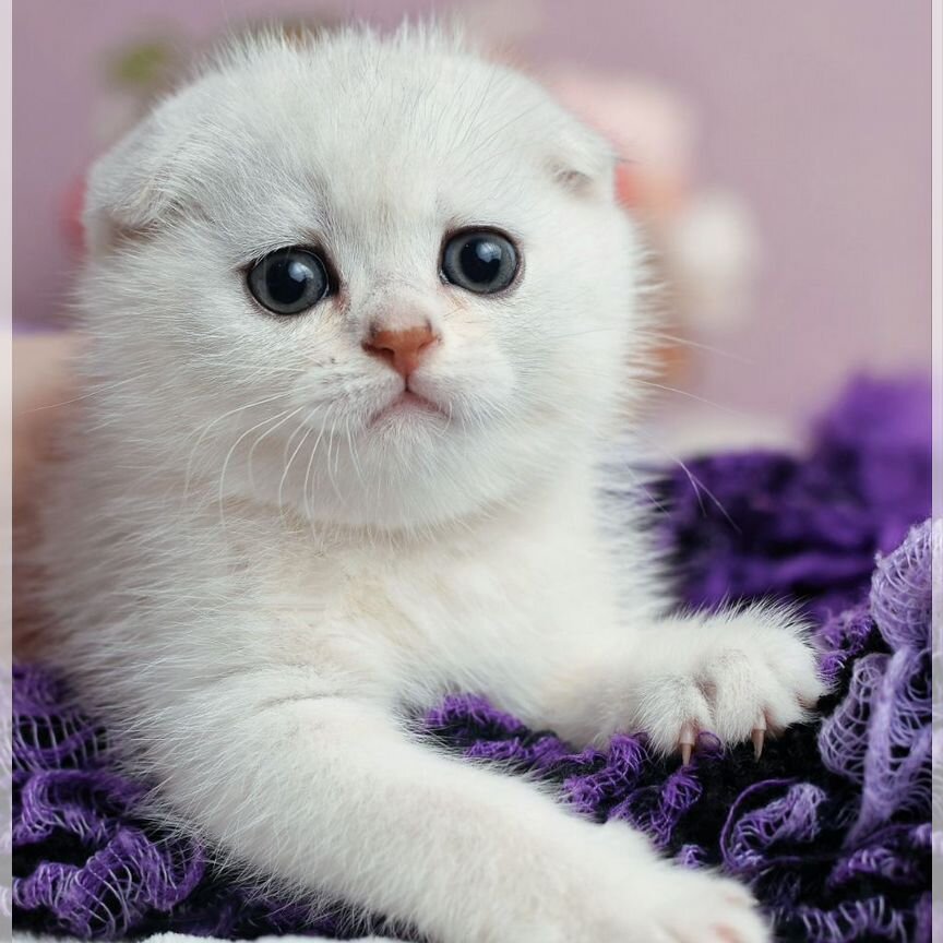 Шотландский вислоухий короткошёрстный котёнок