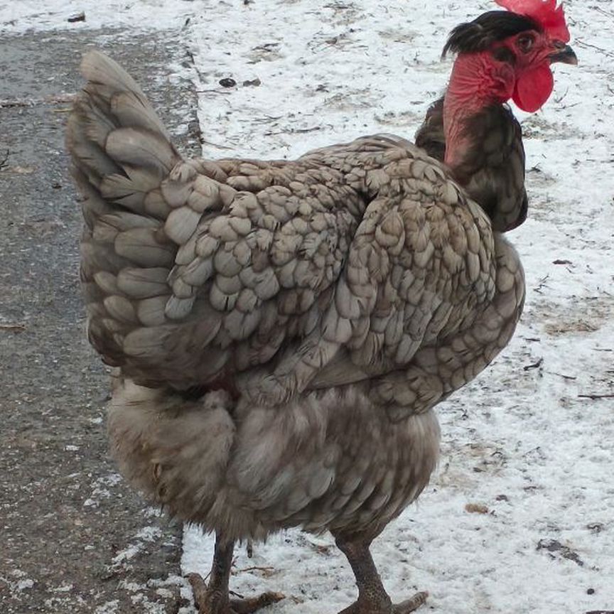 Голошейка,ливенская и русская хохлатая