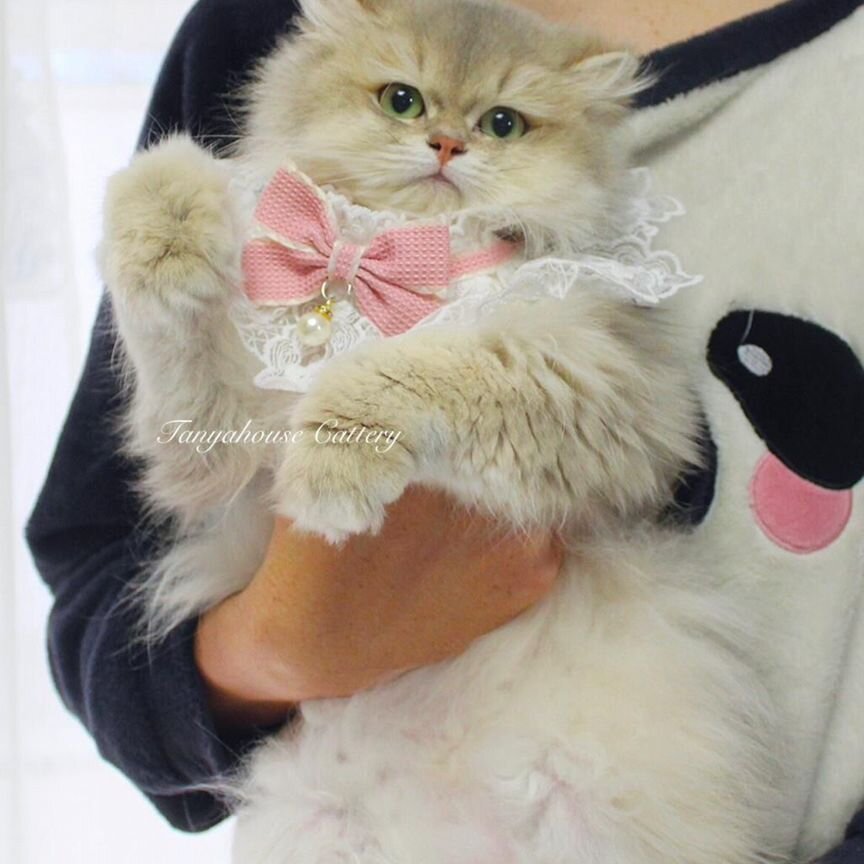 Британские котята шиншилла