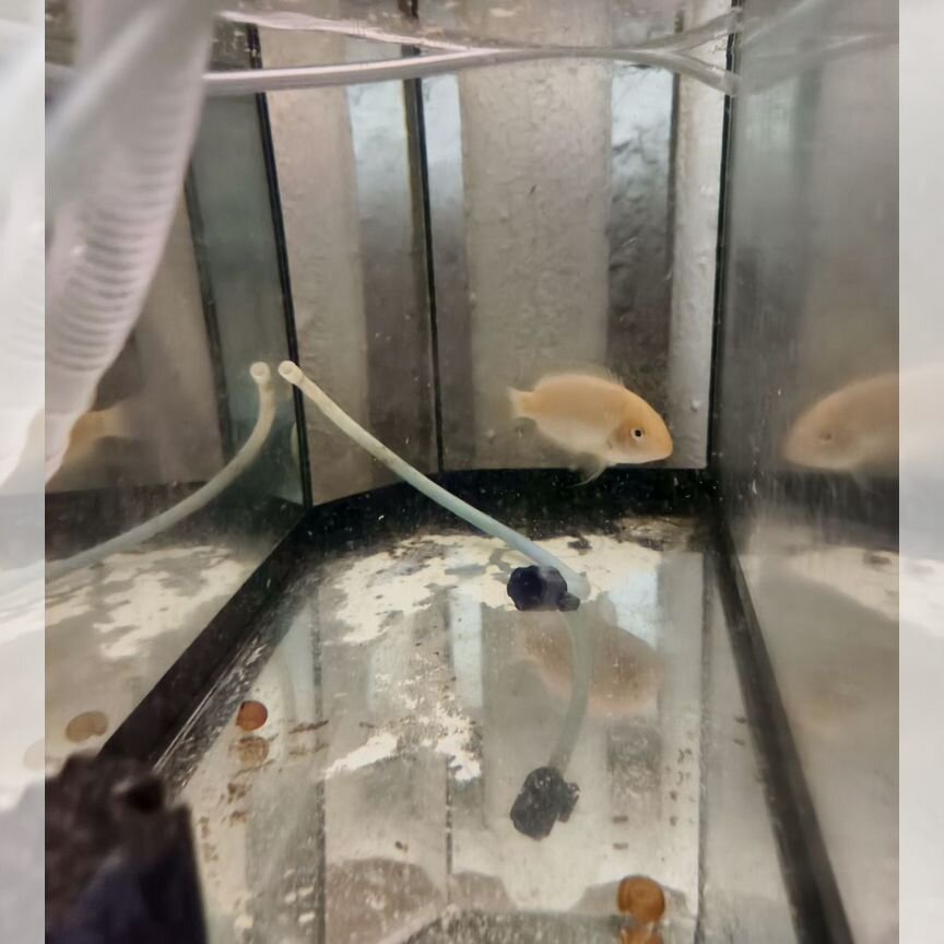 Аквариумные рыбки