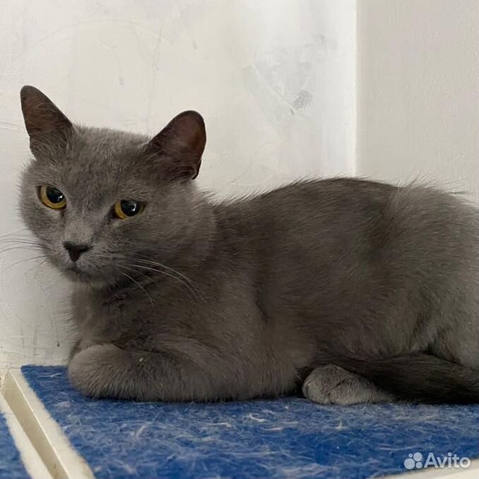 Кошка матильда,1.5 г., стерилизована, голубого окр