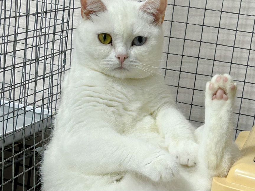 Кошечка бесплатно в добрые руки