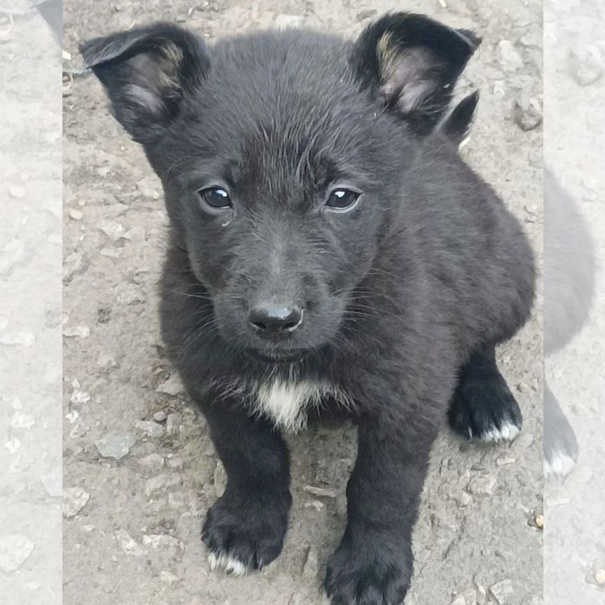 Щенок в добрые руки