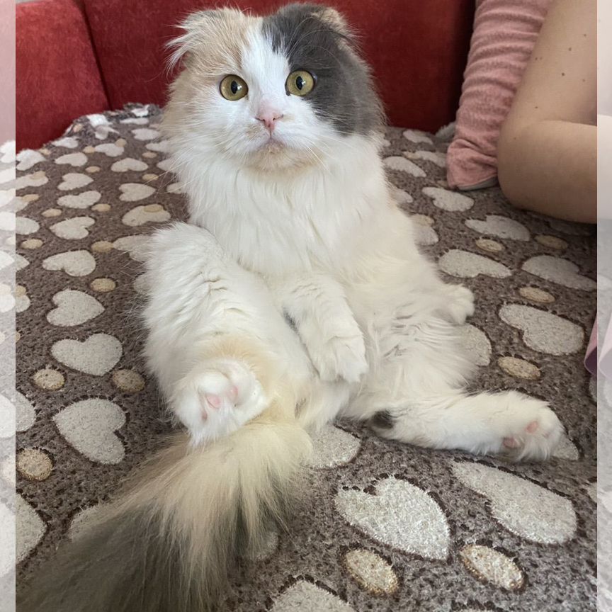 Кошка шотландская в дар