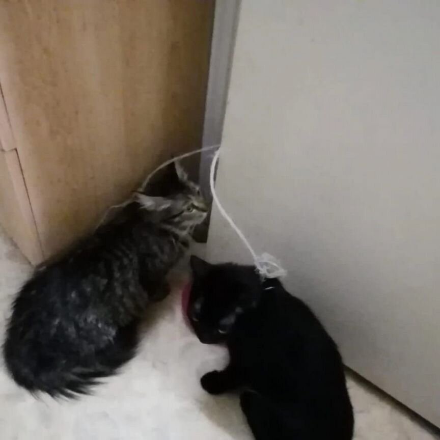 Котята