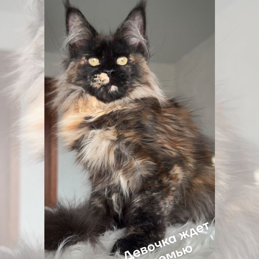 Мейн-кун котёнок